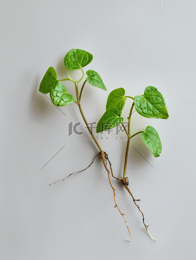 新鲜鱼腥草折耳根高清摄影大图-千库网