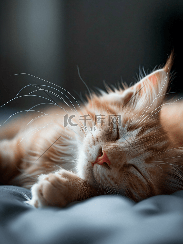 猫睡觉的猫高清摄影大图-千库网