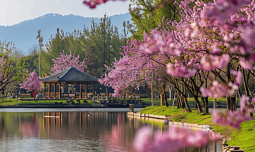 公园内樱花树图片摄影高清摄影大图-千库网