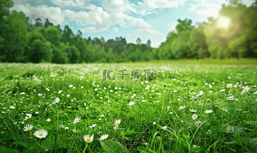 公园草地高清摄影大图-千库网