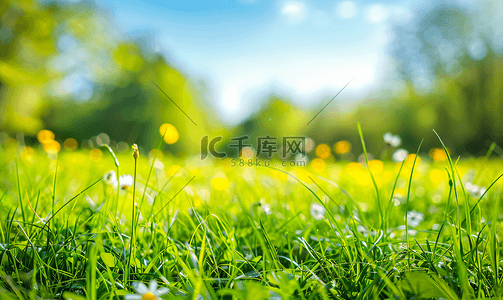 公园草地高清摄影大图-千库网