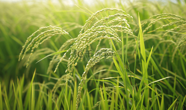 实拍风吹稻田稻穗摇摆农业农作物特写高清摄影大图-千库网