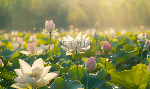 赏荷盛夏女生荷塘闭眼摄影图高清摄影大图-千库网