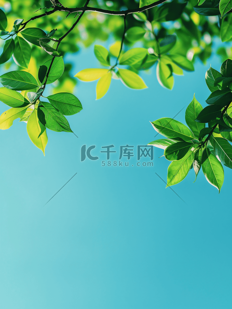 蓝天树叶叶子夏季清新摄影图高清摄影大图-千库网