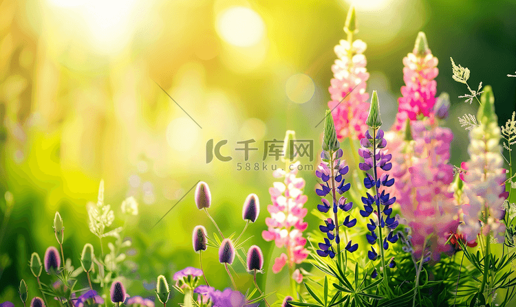 夏季风景与美丽明亮的羽扇豆花高清摄影大图-千库网