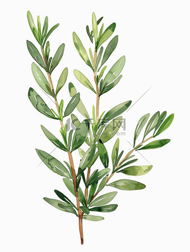 迷迭香绿茎枝植物水彩插图路径包括高清摄影大图-千库网