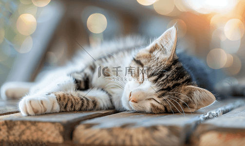 睡觉在木桌上的猫睡觉的猫高清摄影大图-千库网