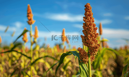 外勤特工蓝天中高粱的特写高清摄影大图-千库网