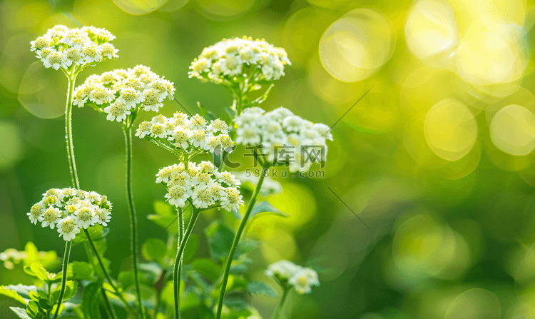 绿色背景中的彩色鲜绿色欧蓍草植物高清摄影大图-千库网