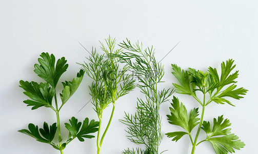莳萝和欧芹有用的草药关闭高清摄影大图-千库网