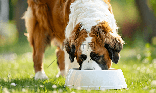 炎热的夏日口渴的圣伯纳德狗在户外喝白碗高清摄影大图-千库网