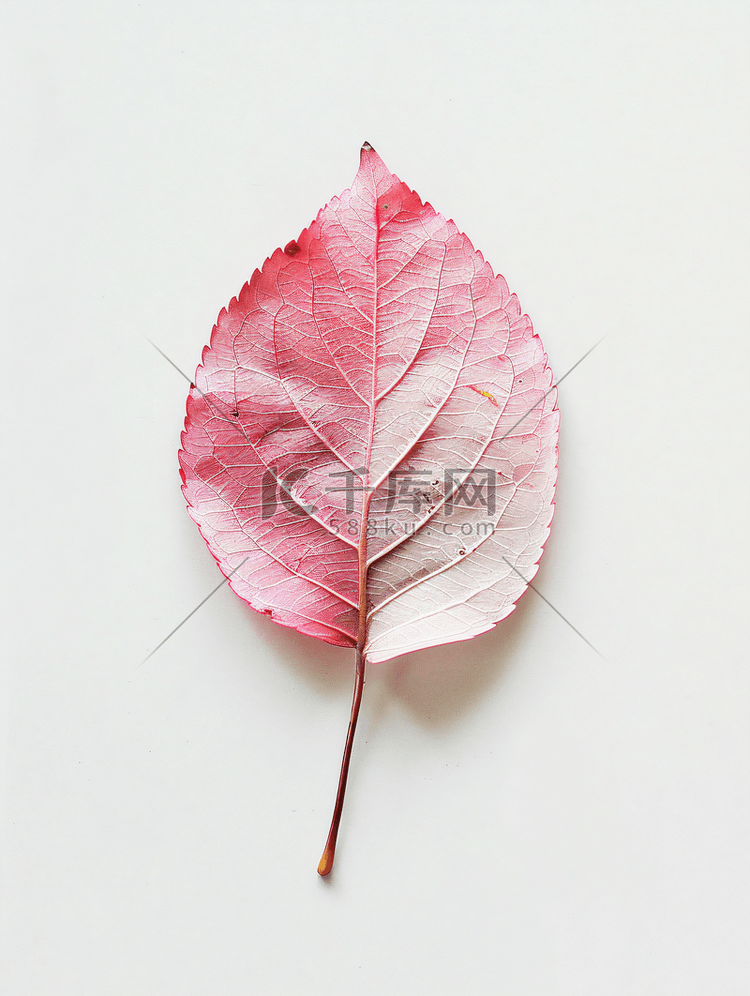 苹果树落下的粉色叶子背面高清摄影大图-千库网