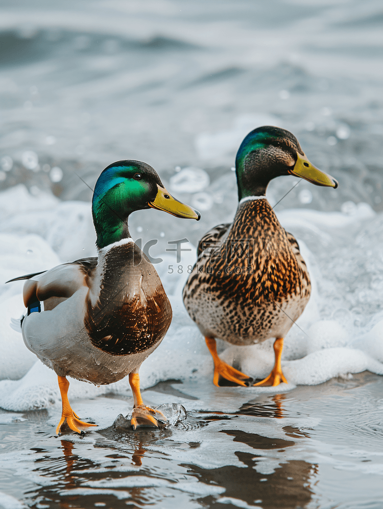 两只绿头鸭在海水分解概念附近行走高清摄影大图-千库网
