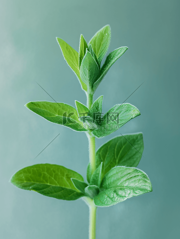 早春时节凤梨鼠尾草长出新叶高清摄影大图-千库网