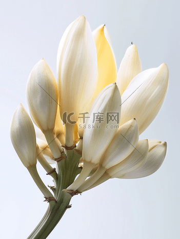 戈布图片_戈布素材-戈布图片大全-千库网