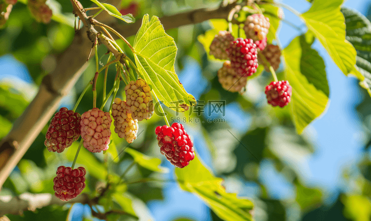 桑树的树枝和果实桑树桑树高清摄影大图-千库网