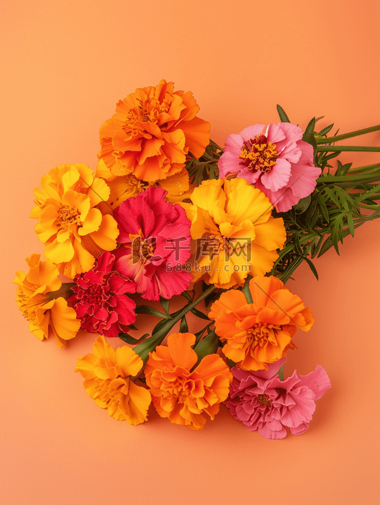 万寿菊混合颜色万寿菊墨西哥万寿菊高清摄影大图-千库网