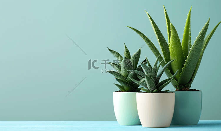 桌上摆着三盆盆栽多肉植物和芦荟高清摄影大图-千库网