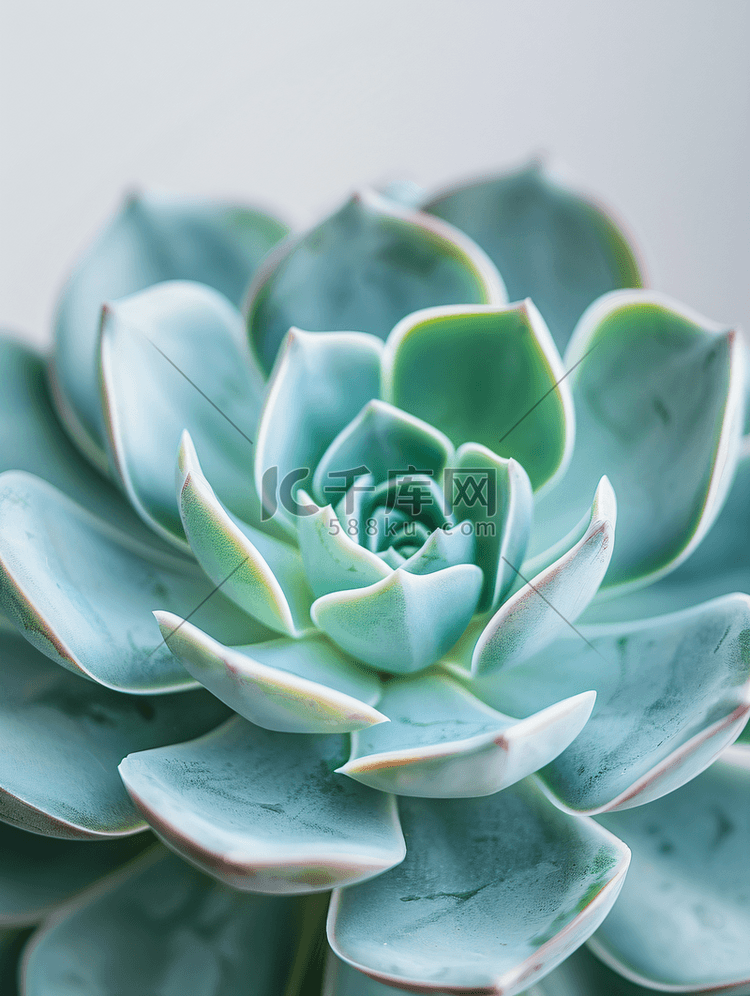 多汁植物的特写高清摄影大图-千库网