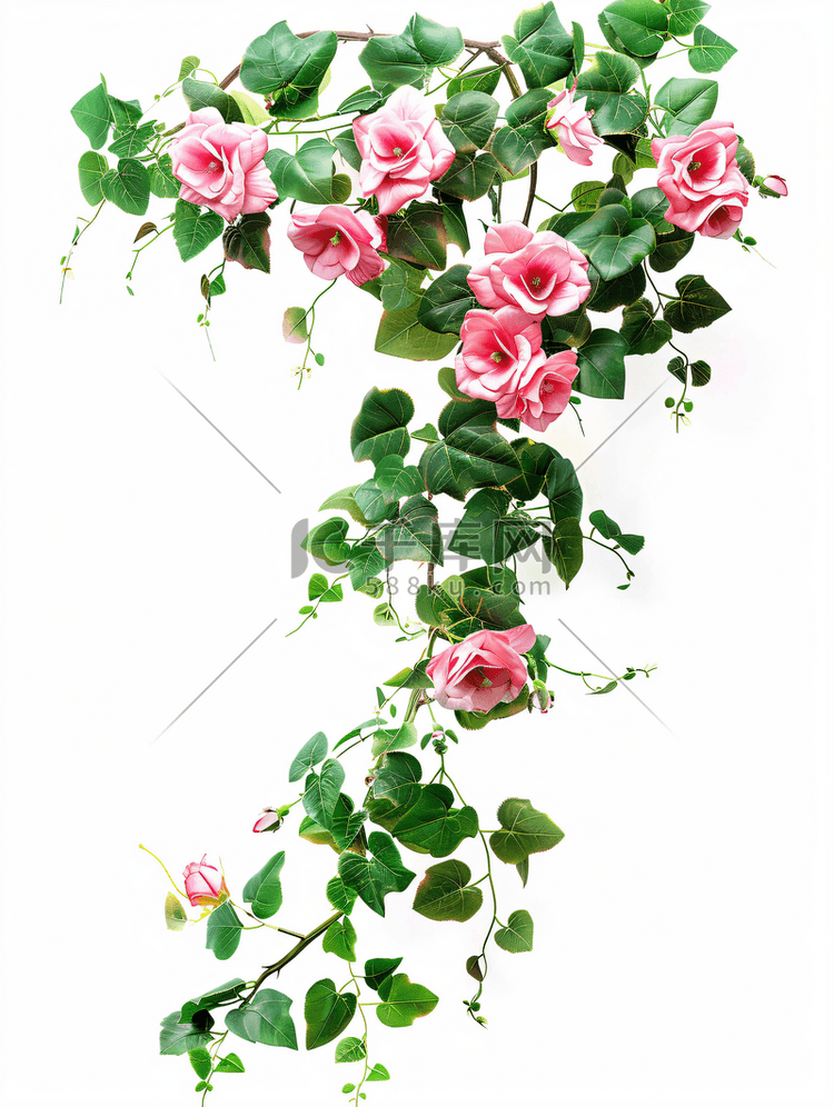 植物分离粉红色花常春藤绿色藤蔓攀爬热带剪切路径高清摄影大图-千库网
