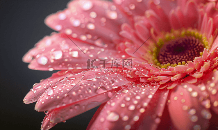 粉红色非洲菊花与滴关闭背景高清摄影大图-千库网