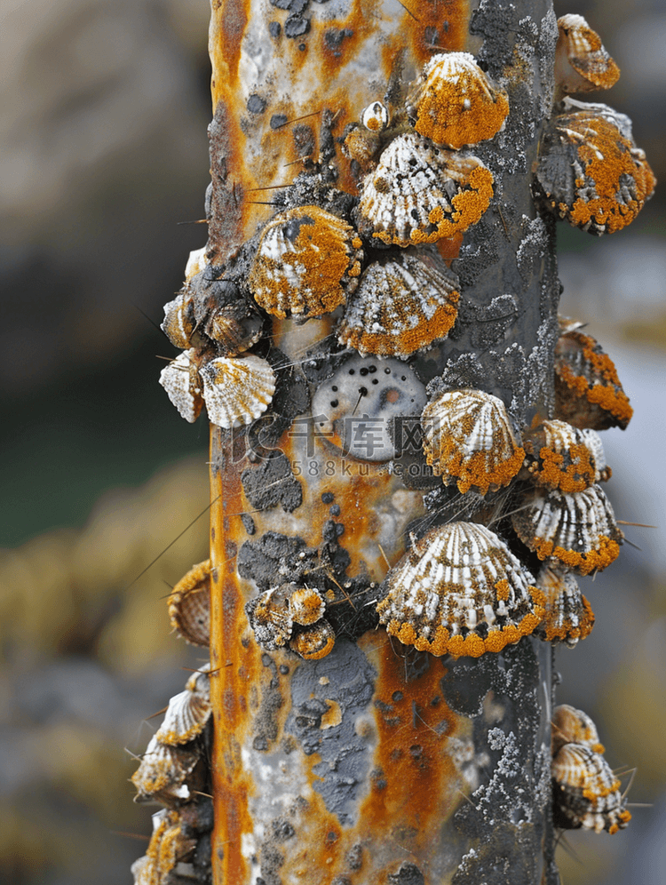腐蚀杆上的岩石藤壶高清摄影大图-千库网