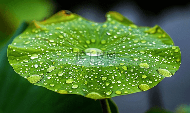 荷叶上的水露高清摄影大图-千库网