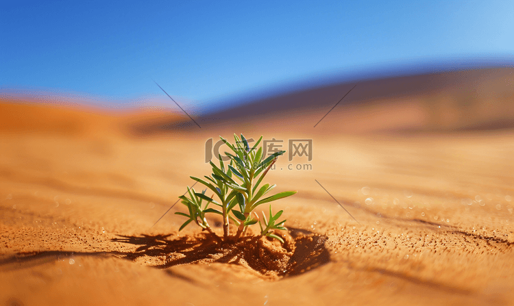 沙漠中的沙子中种植生存的概念带有复制空间的照片高清摄影大图-千库网