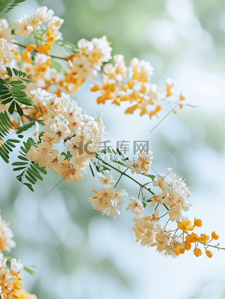 春天盛开的金合欢树花高清摄影大图-千库网