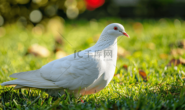 草地上的白鸽高清摄影大图-千库网
