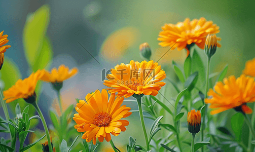 夏季花园中美丽的金盏花万寿菊花高清摄影大图-千库网