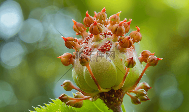 红色七叶树芽高清摄影大图-千库网