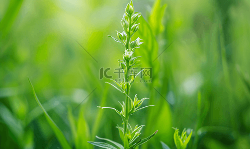 草地上盛开的山羊草高清摄影大图-千库网