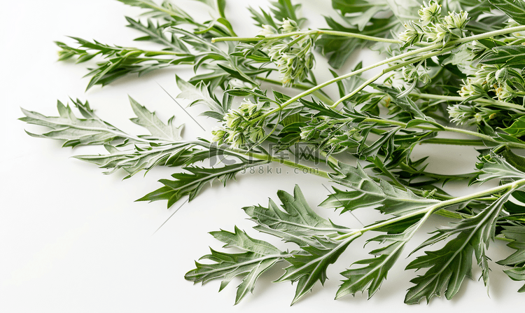 艾草药材原料高清摄影大图-千库网