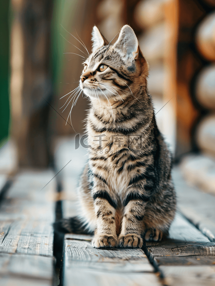 傲慢的短发国内美丽的虎斑猫坐在木地板背景上高清摄影大图-千库网