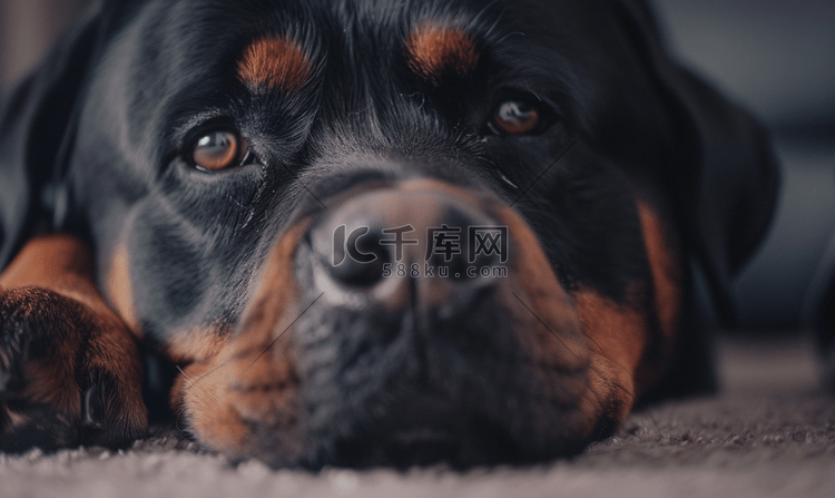 罗威纳犬的特写高清摄影大图-千库网