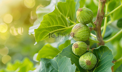 生长在树上的新鲜绿色无花果高清摄影大图-千库网