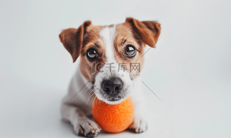白色背景上带橙色小玩具球的杰克罗素梗犬高清摄影大图-千库网
