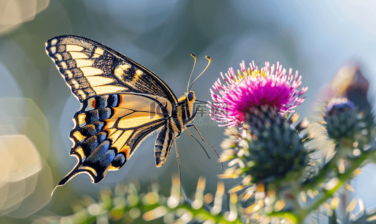 旧大陆燕尾蝶停在矛蓟花上高清摄影大图-千库网