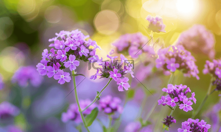 花园中马鞭草花的特写镜头高清摄影大图-千库网