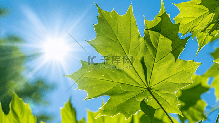 夏天树叶自然风景摄影图片高清摄影大图-千库网