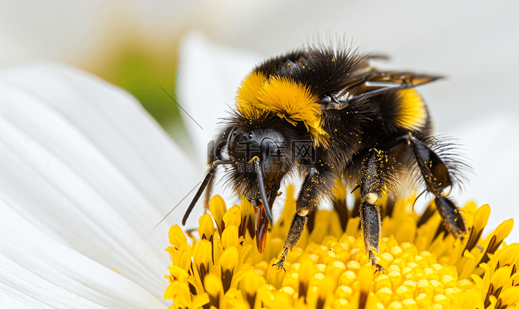 大黄蜂为白色波斯菊花宏授粉高清摄影大图-千库网