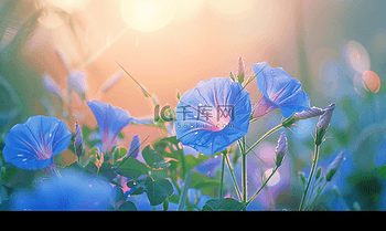 牵牛花图片-牵牛花素材-牵牛花模板图片下载-千库网