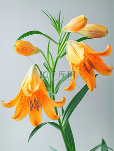 皇冠百合花的特写镜头高清摄影大图-千库网