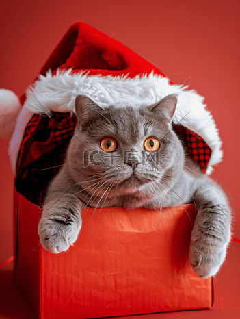 宠物偷看图片_宠物偷看素材-宠物偷看图片大全-千库网