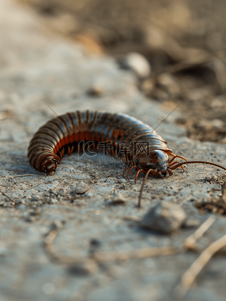 地上的死锈千足虫高清摄影大图-千库网