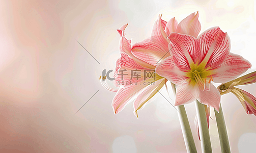 孤挺花抽象花卉背景高清摄影大图-千库网