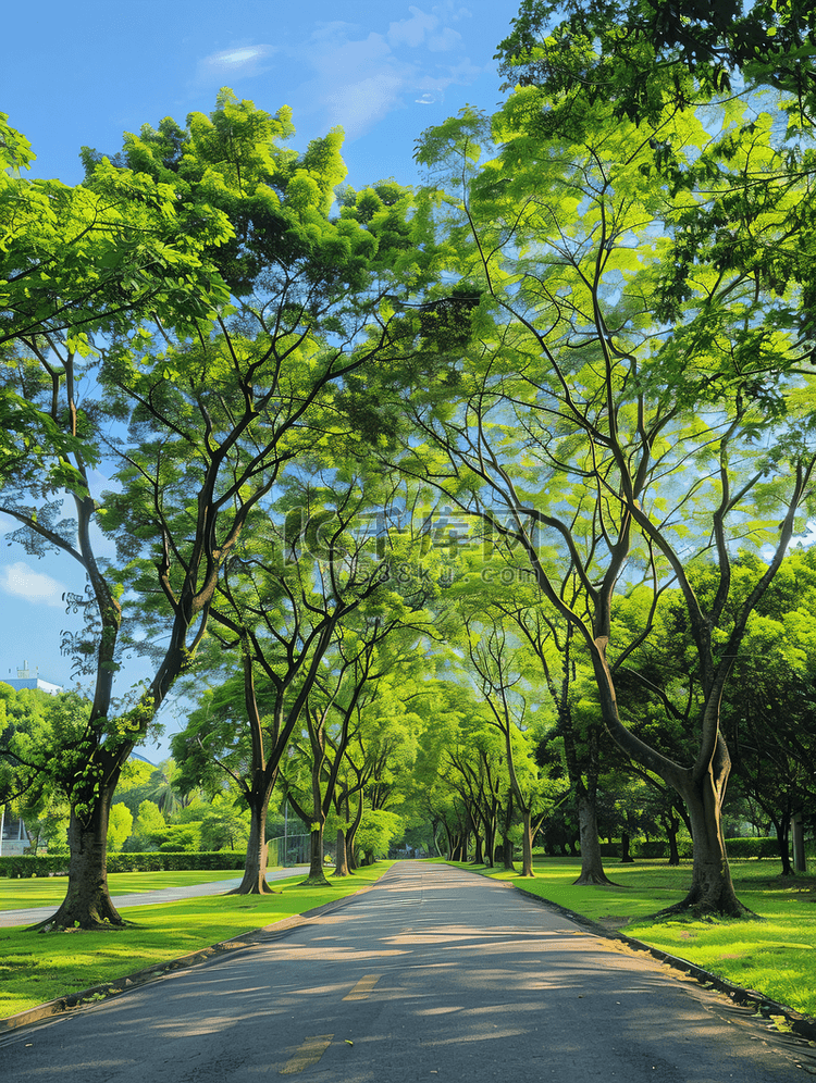 大型美丽的绿色树冠景观装饰着其中一个休闲公园高清摄影大图-千库网