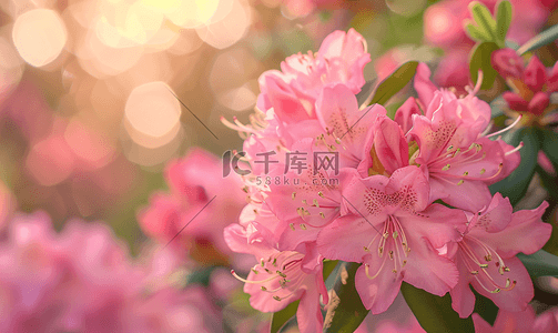 山谷概念照片中特写杜鹃花杜鹃花丛高清摄影大图-千库网