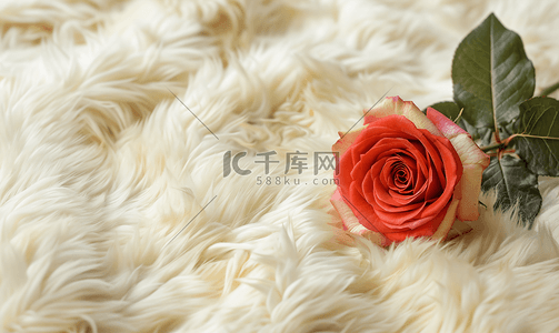 毛皮背景上孤立的孤立玫瑰花高清摄影大图-千库网